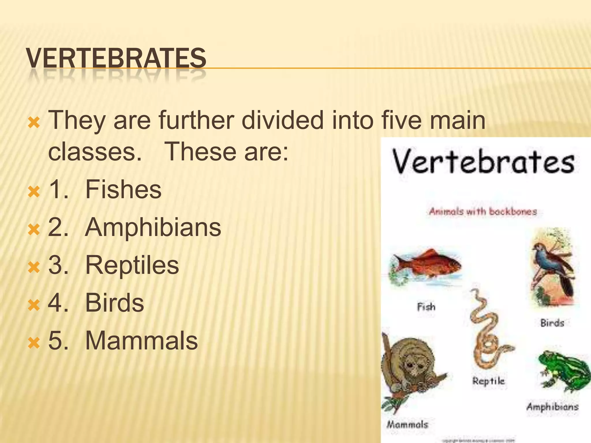 Lesson about Animal Groups | PPTX