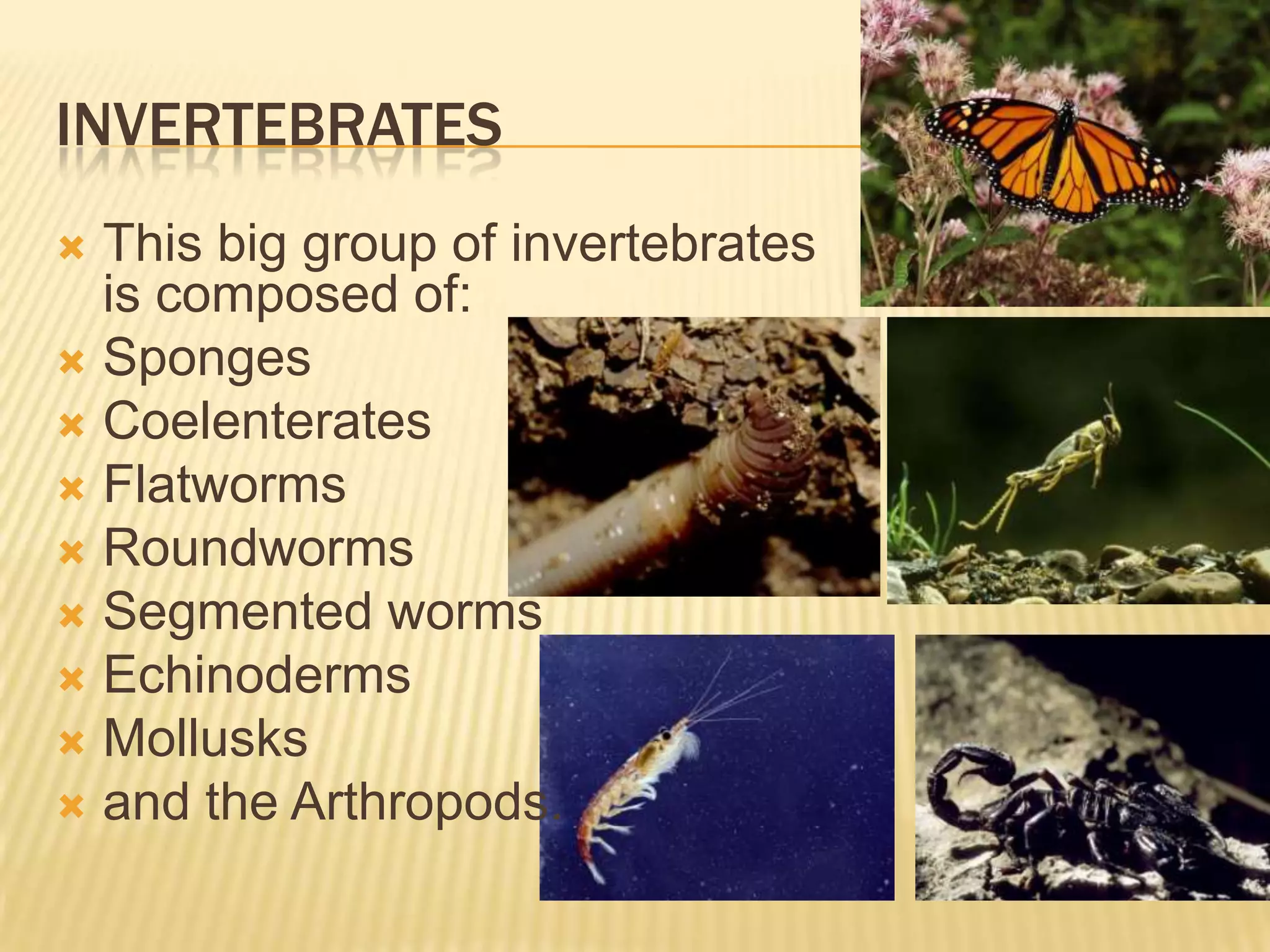 Lesson about Animal Groups | PPTX