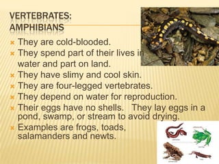 Lesson about Animal Groups | PPTX