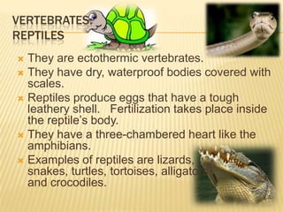 Lesson about Animal Groups | PPTX