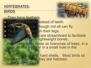 Lesson about Animal Groups | PPTX