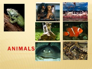 Lesson about Animal Groups | PPTX