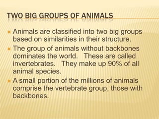 Lesson about Animal Groups | PPTX