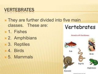 Lesson about Animal Groups | PPTX