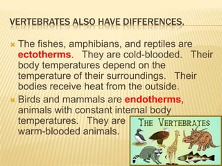 Lesson about Animal Groups | PPTX