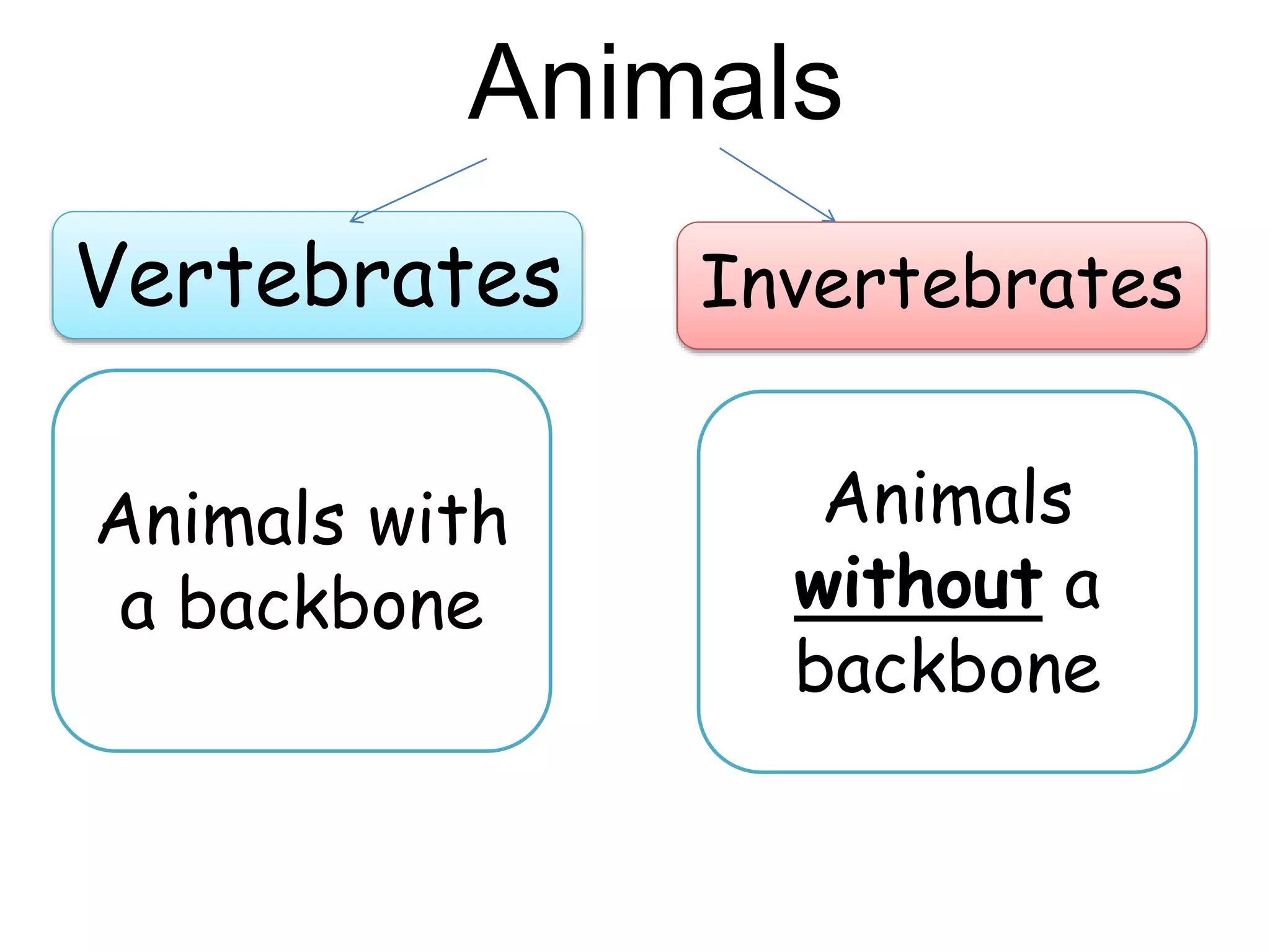The Difference of Vertebrates and Invertebrates | PPTX