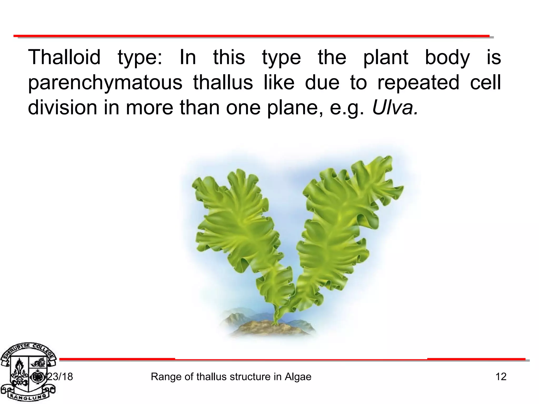 Algae thallus structure | PPT