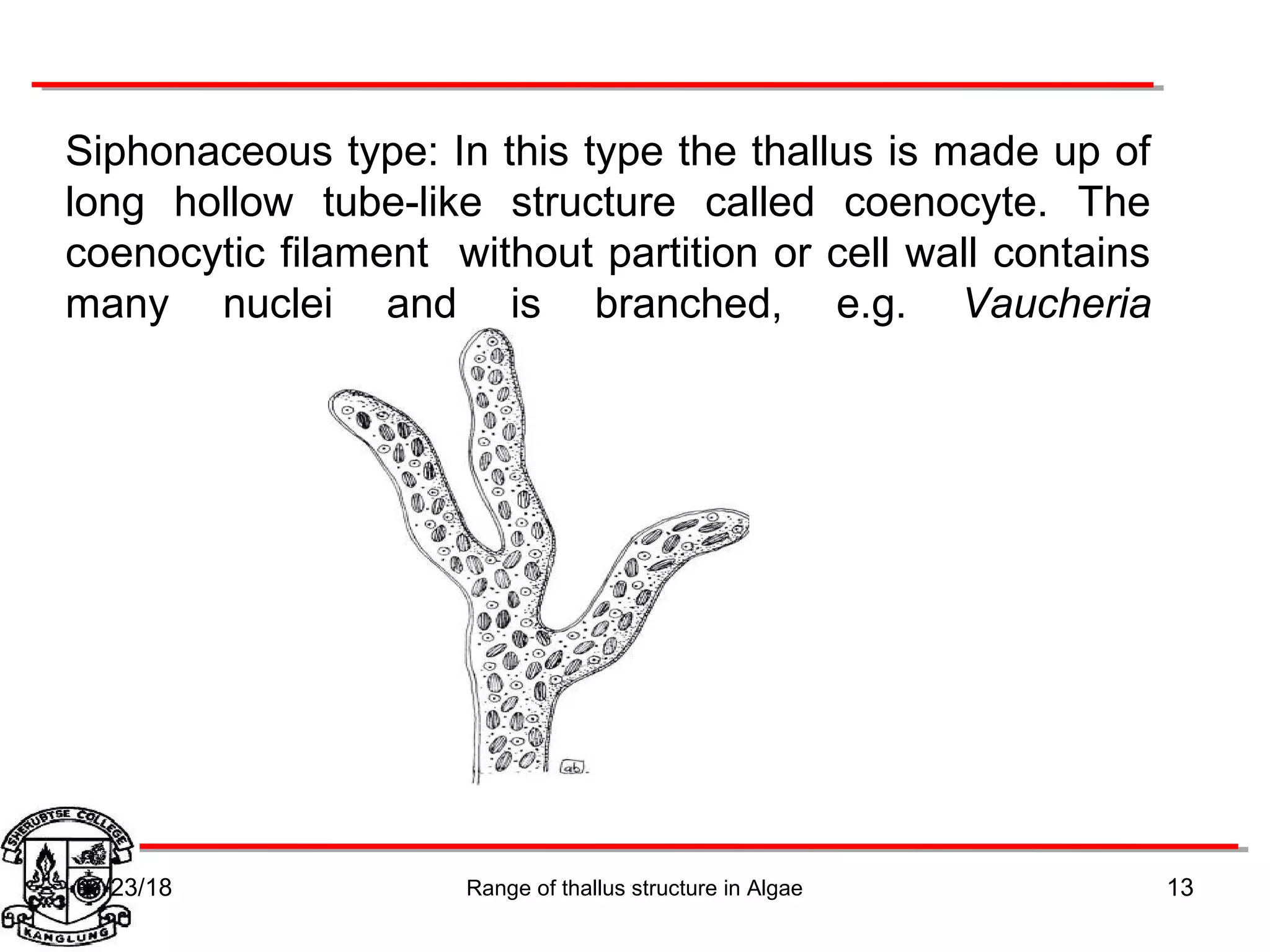 Algae thallus structure | PPT