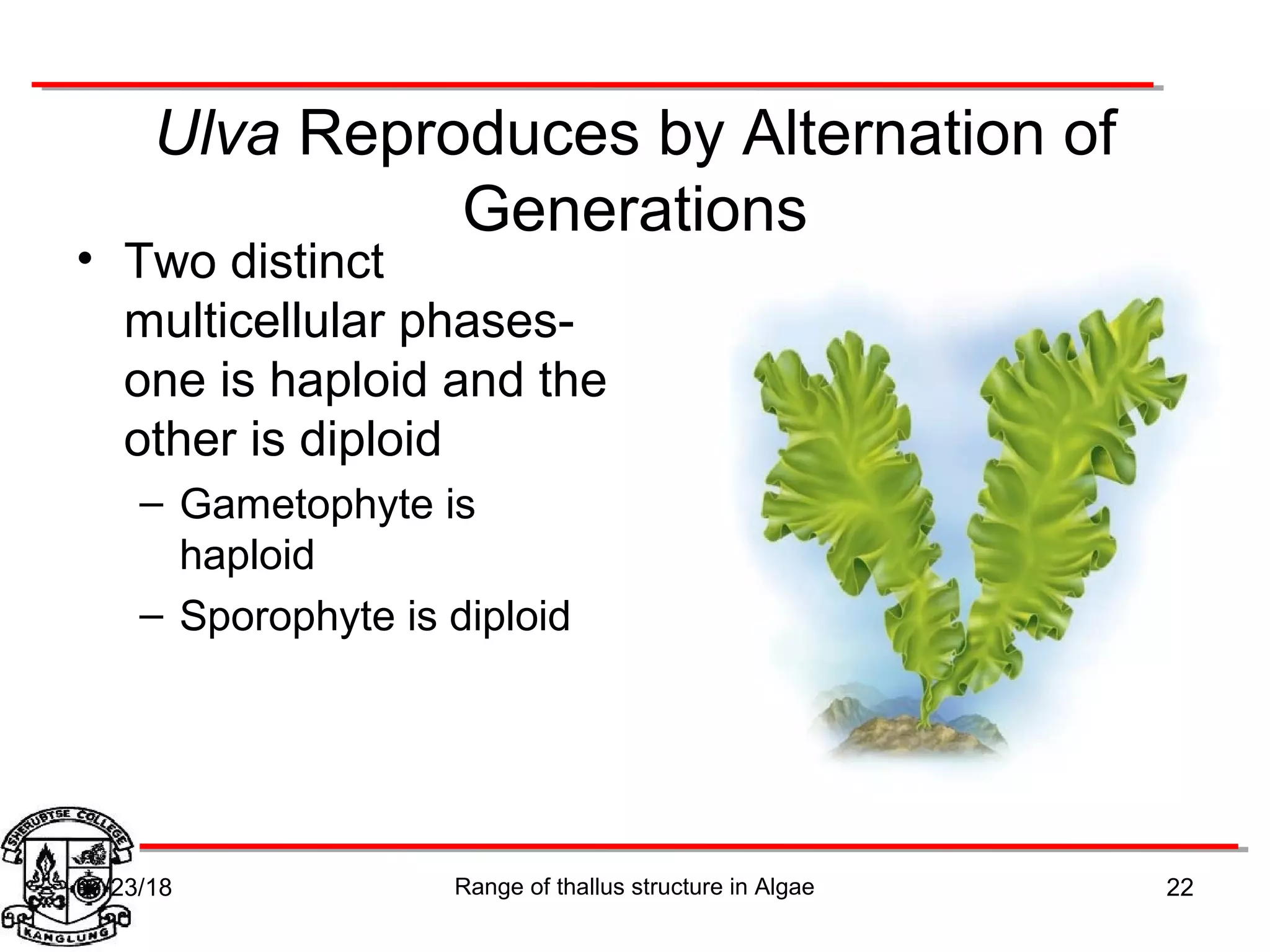 Algae thallus structure | PPT