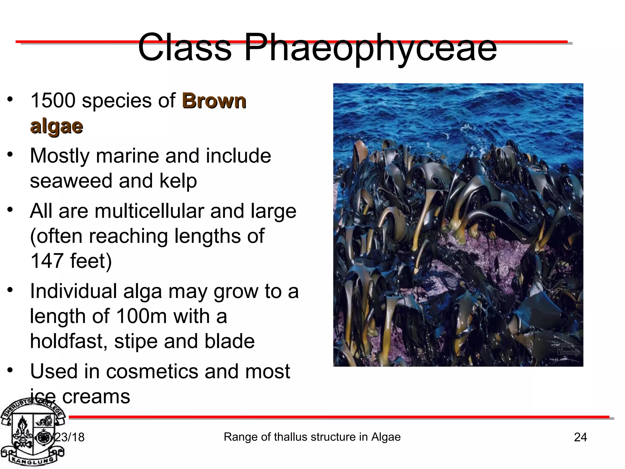 Algae thallus structure | PPT