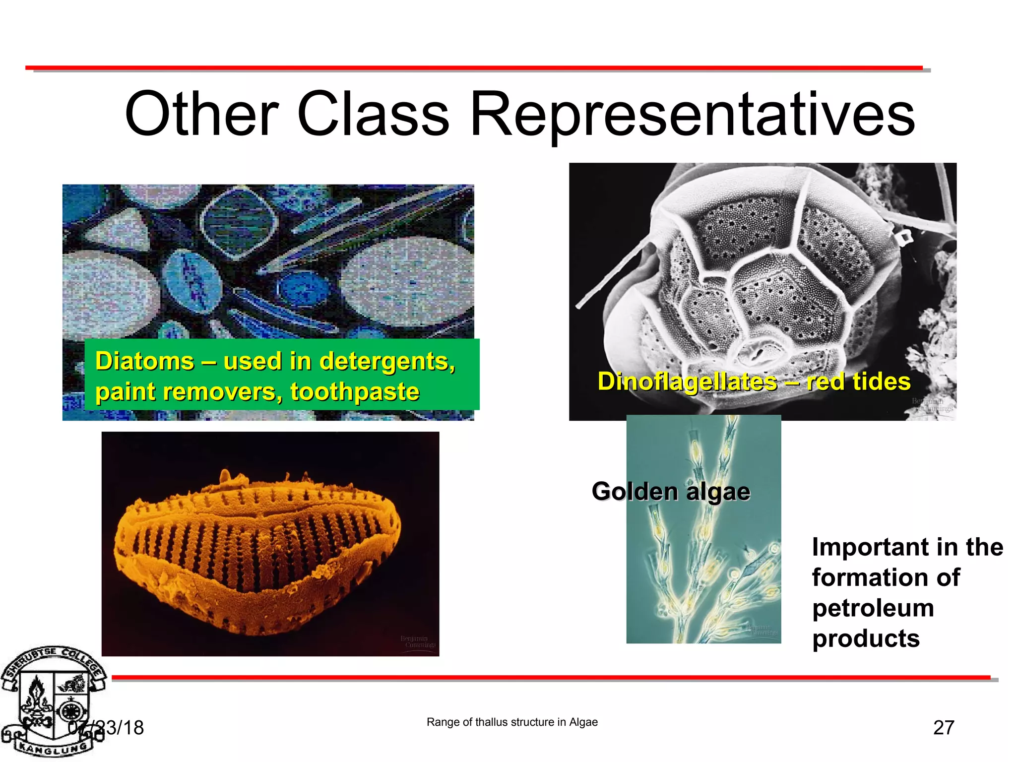 Algae thallus structure | PPT