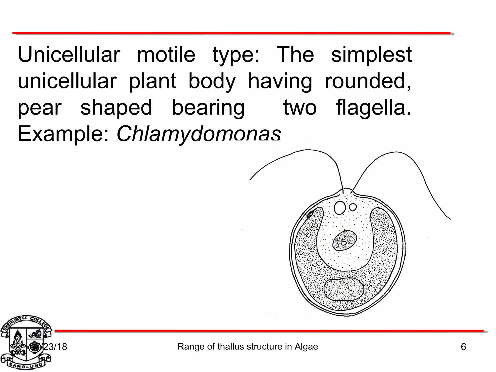 Algae thallus structure | PPT