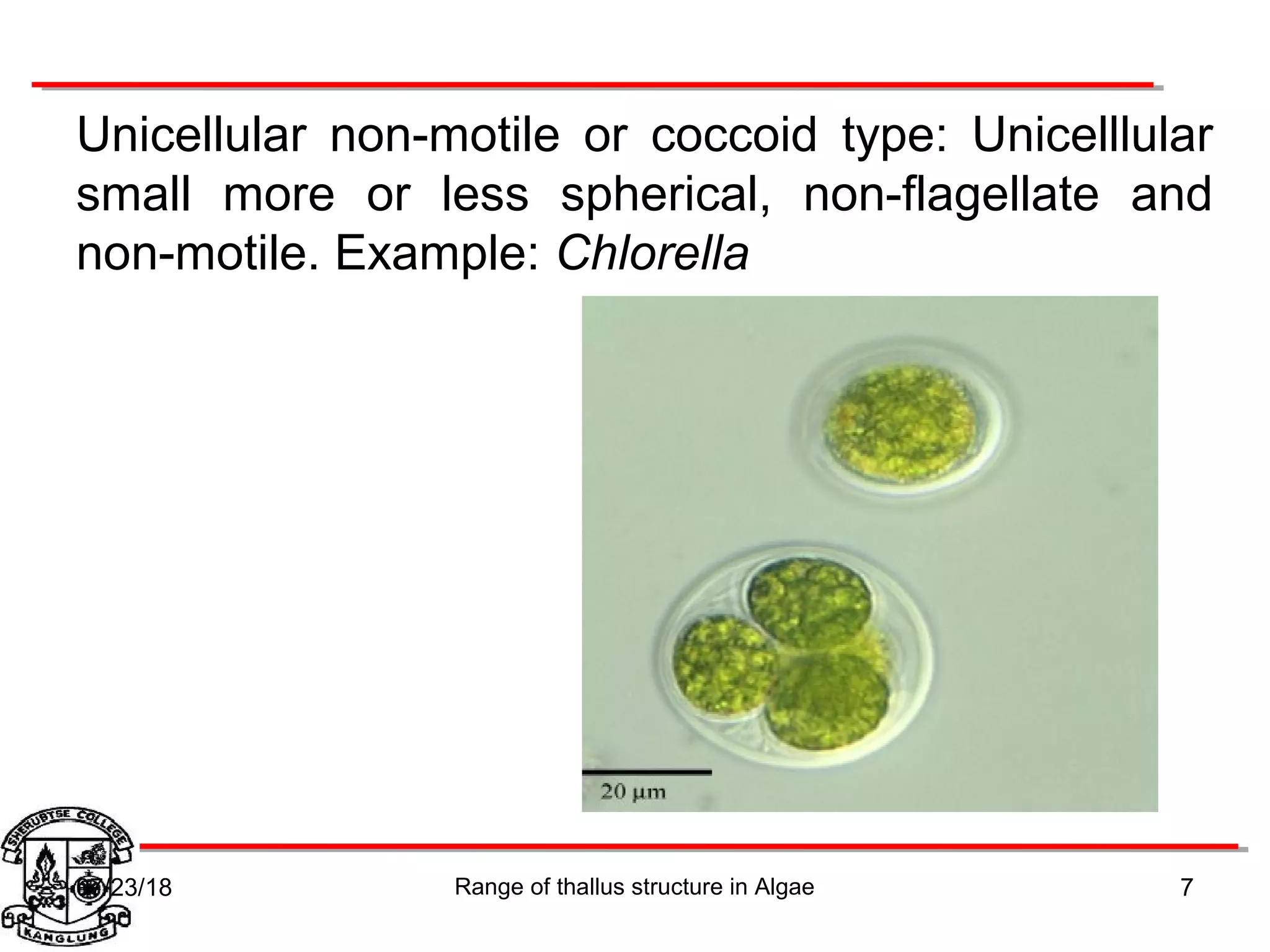 Algae thallus structure | PPT