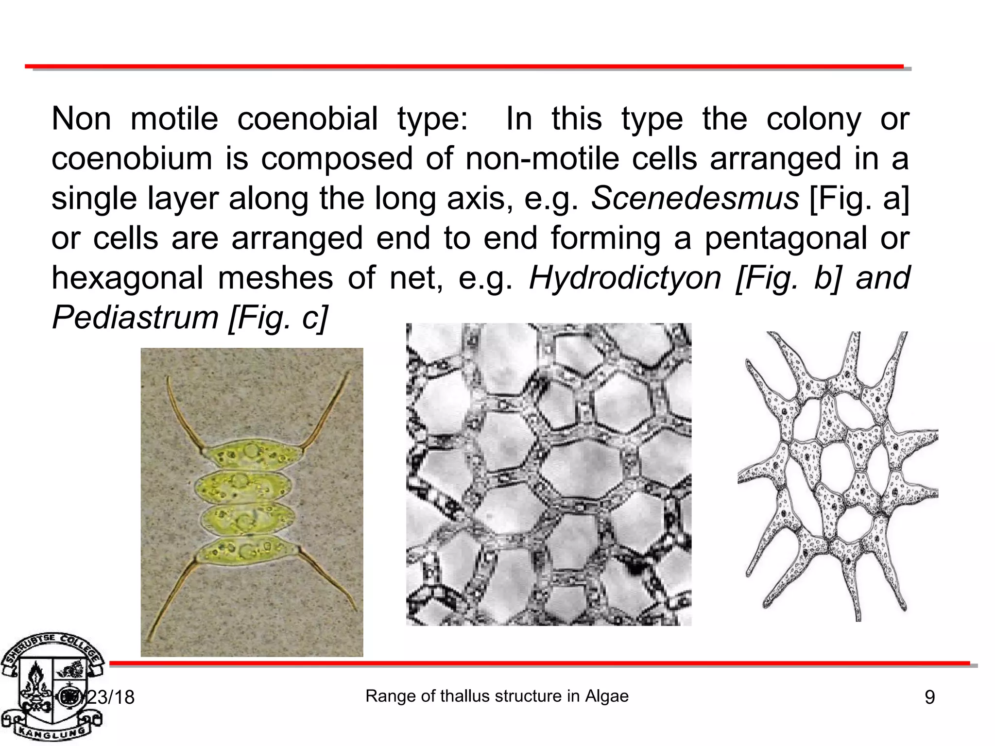 Algae thallus structure | PPT