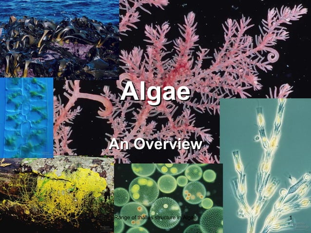 Algae thallus structure | PPT