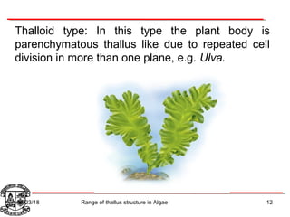Algae thallus structure | PPT