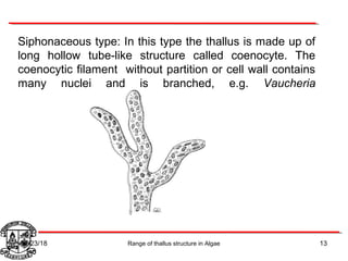 Algae thallus structure | PPT