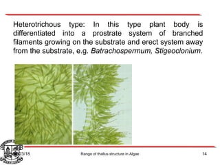 Algae thallus structure | PPT
