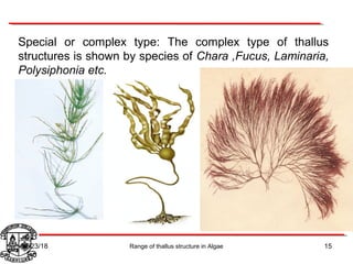 Algae thallus structure | PPT