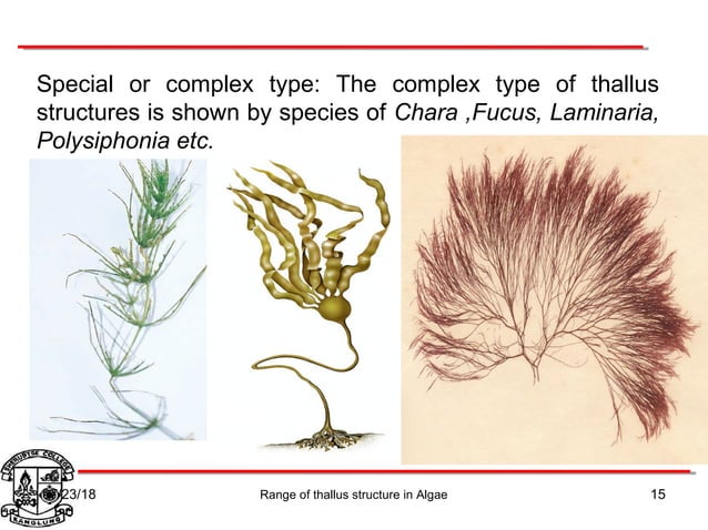 Algae thallus structure | PPT