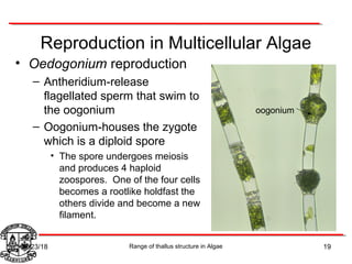 Algae thallus structure | PPT