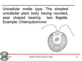 Algae thallus structure | PPT