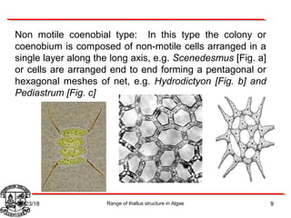 Algae thallus structure | PPT