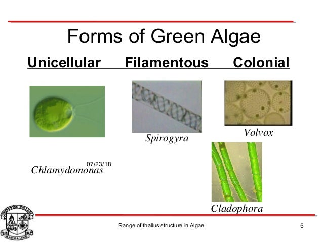 Algae thallus structure