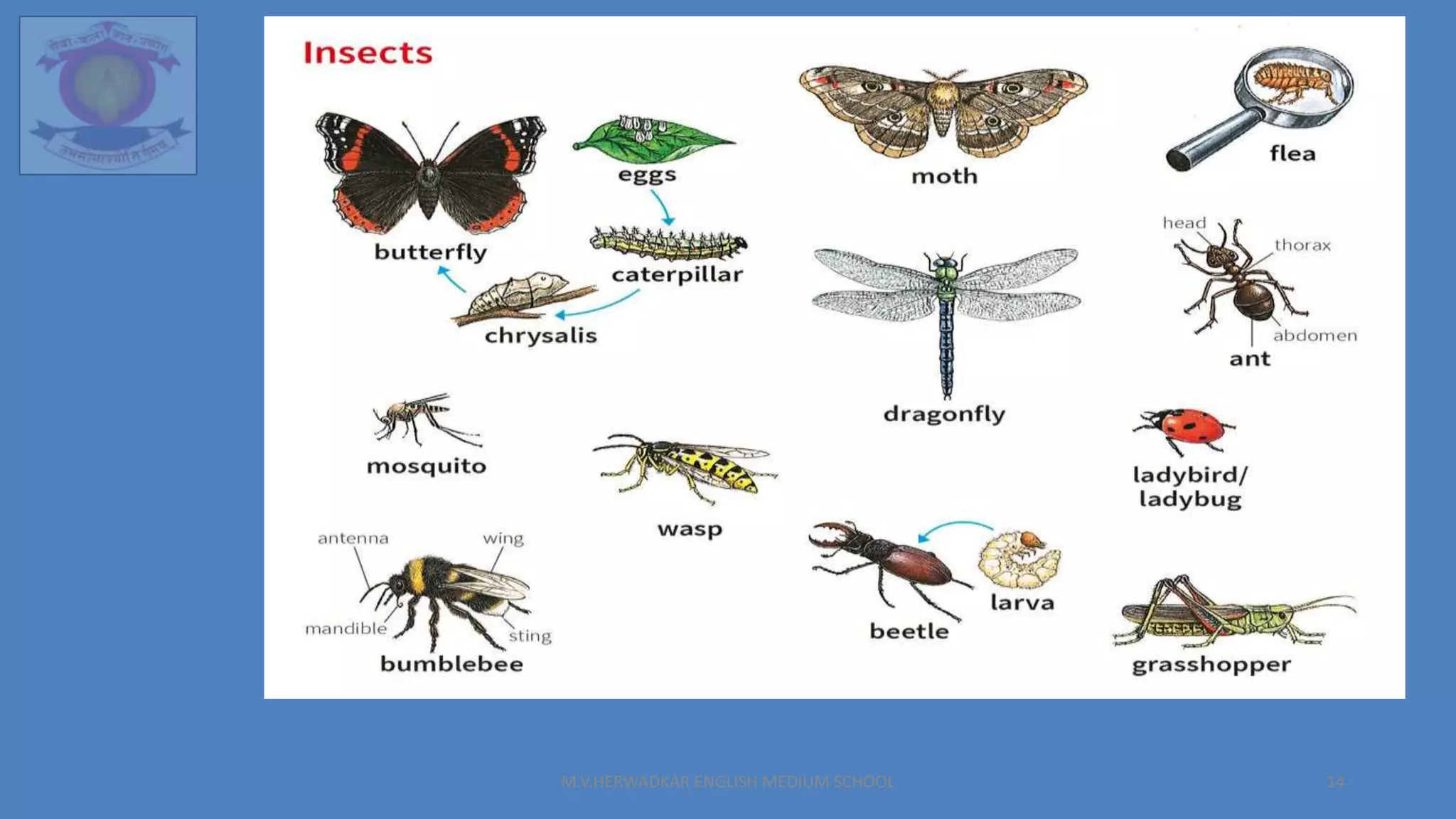 Lesson- 1 Introduction of animals.pptx