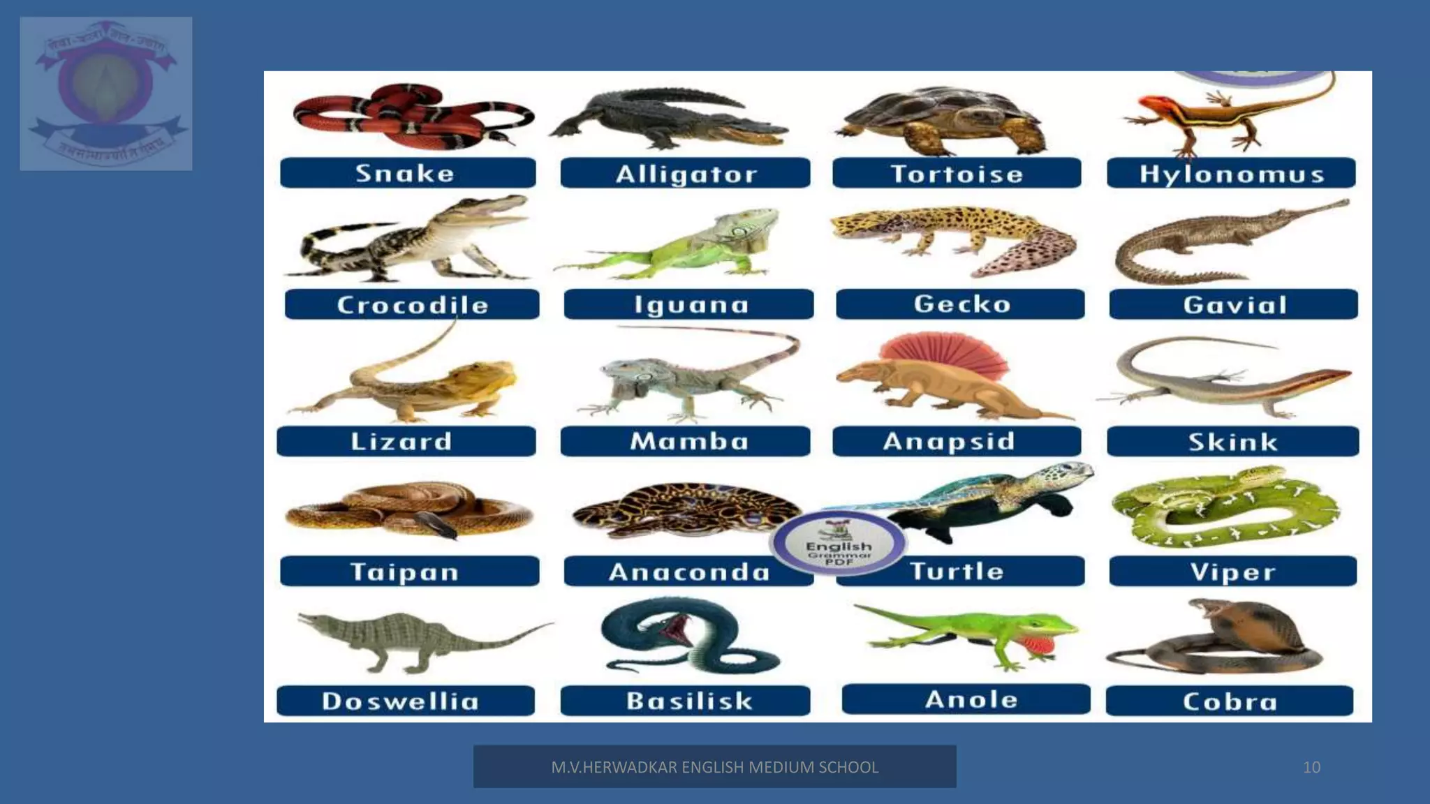 Lesson- 1 Introduction of animals.pptx