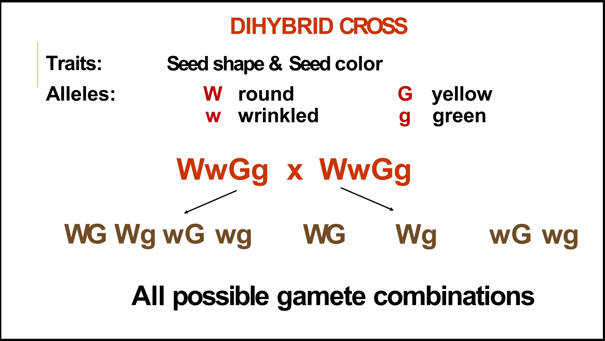LESSON-1_MENDELIAN-GENETICS.pdhshsjsksjjdjd | PDF