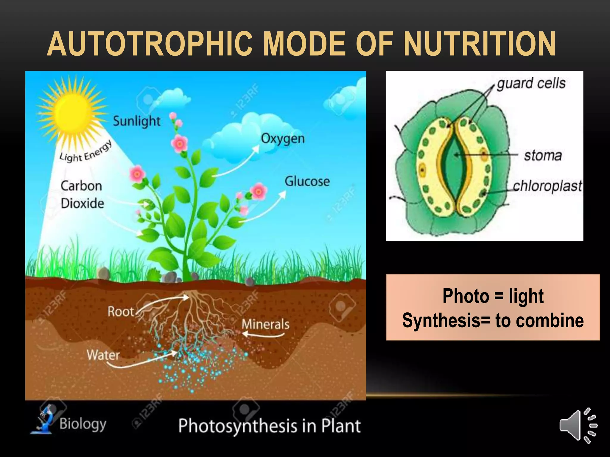 Lesson 1 nutrition in plants | PPTX