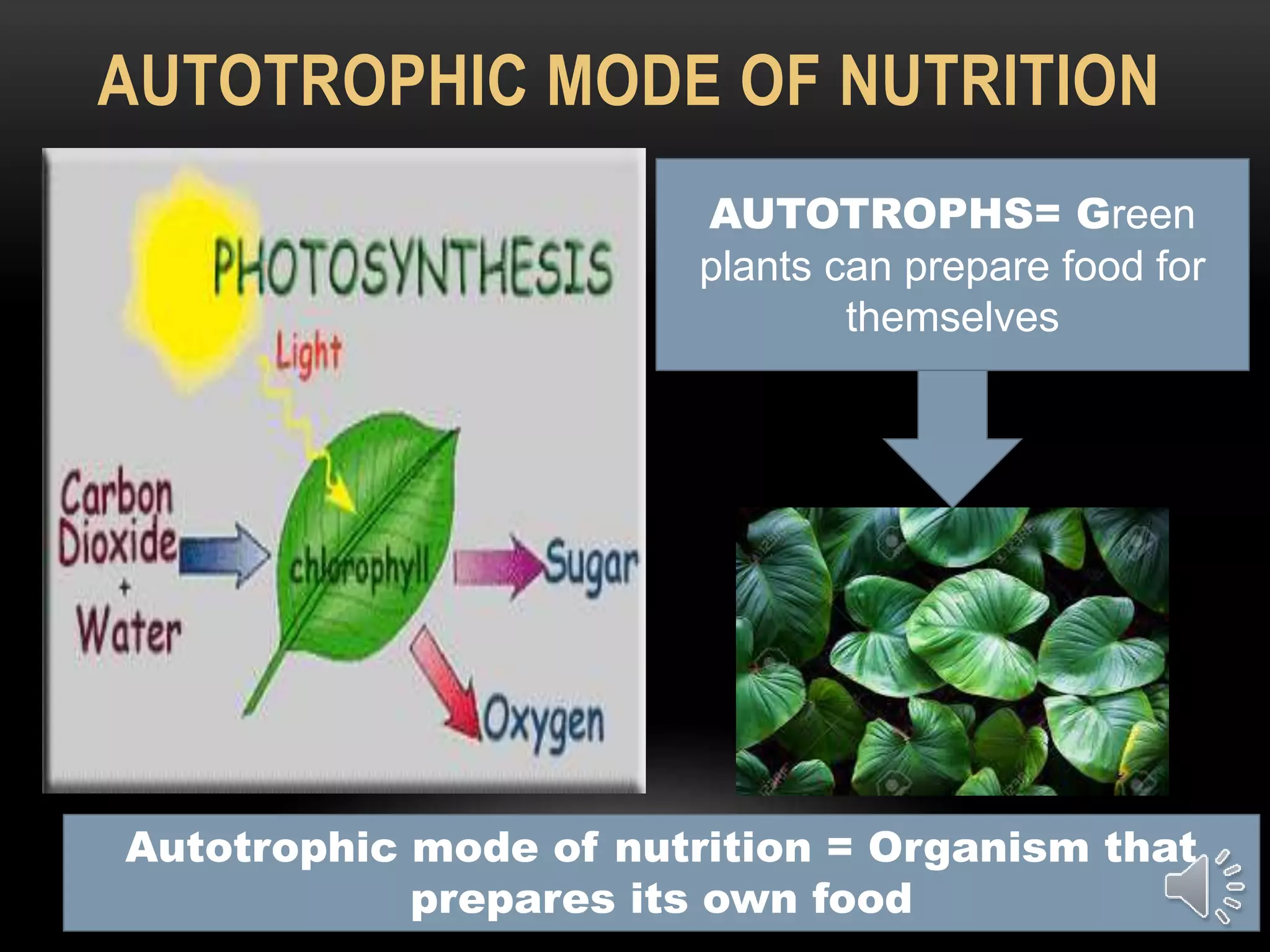 Lesson 1 nutrition in plants | PPTX