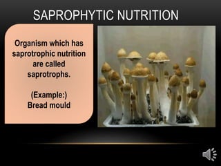 Lesson 1 nutrition in plants | PPTX