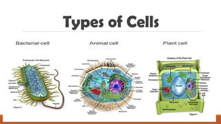 LESSON-2-Cell-Organelles-and-Their-Functions.pptx