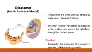 LESSON-2-Cell-Organelles-and-Their-Functions.pptx
