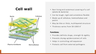 LESSON-2-Cell-Organelles-and-Their-Functions.pptx
