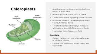 LESSON-2-Cell-Organelles-and-Their-Functions.pptx