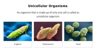 LESSON-2-Cell-Organelles-and-Their-Functions.pptx