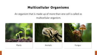 LESSON-2-Cell-Organelles-and-Their-Functions.pptx