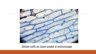 LESSON-2-Cell-Organelles-and-Their-Functions.pptx