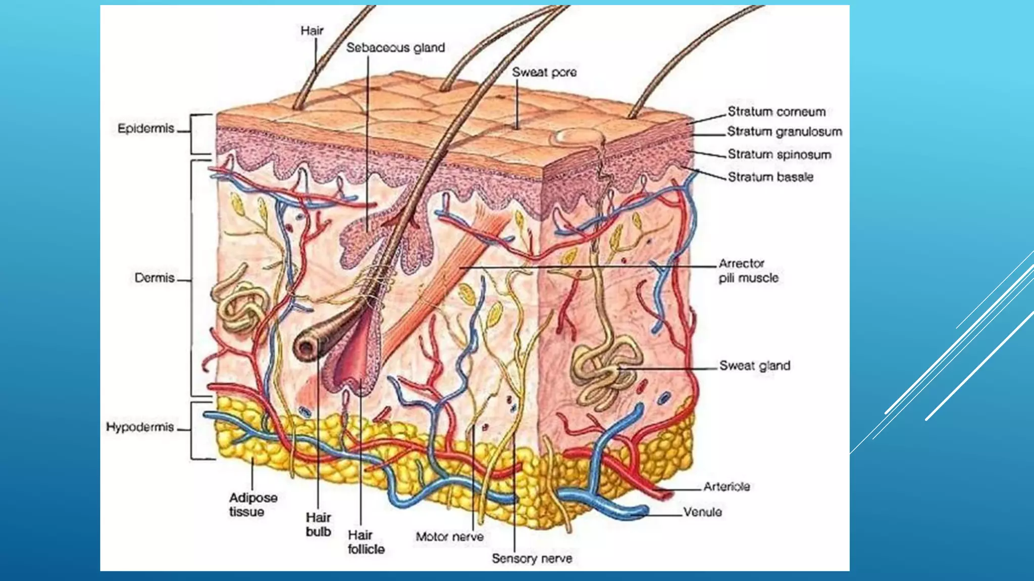 Lesson-2-Integumentary-System.pptx