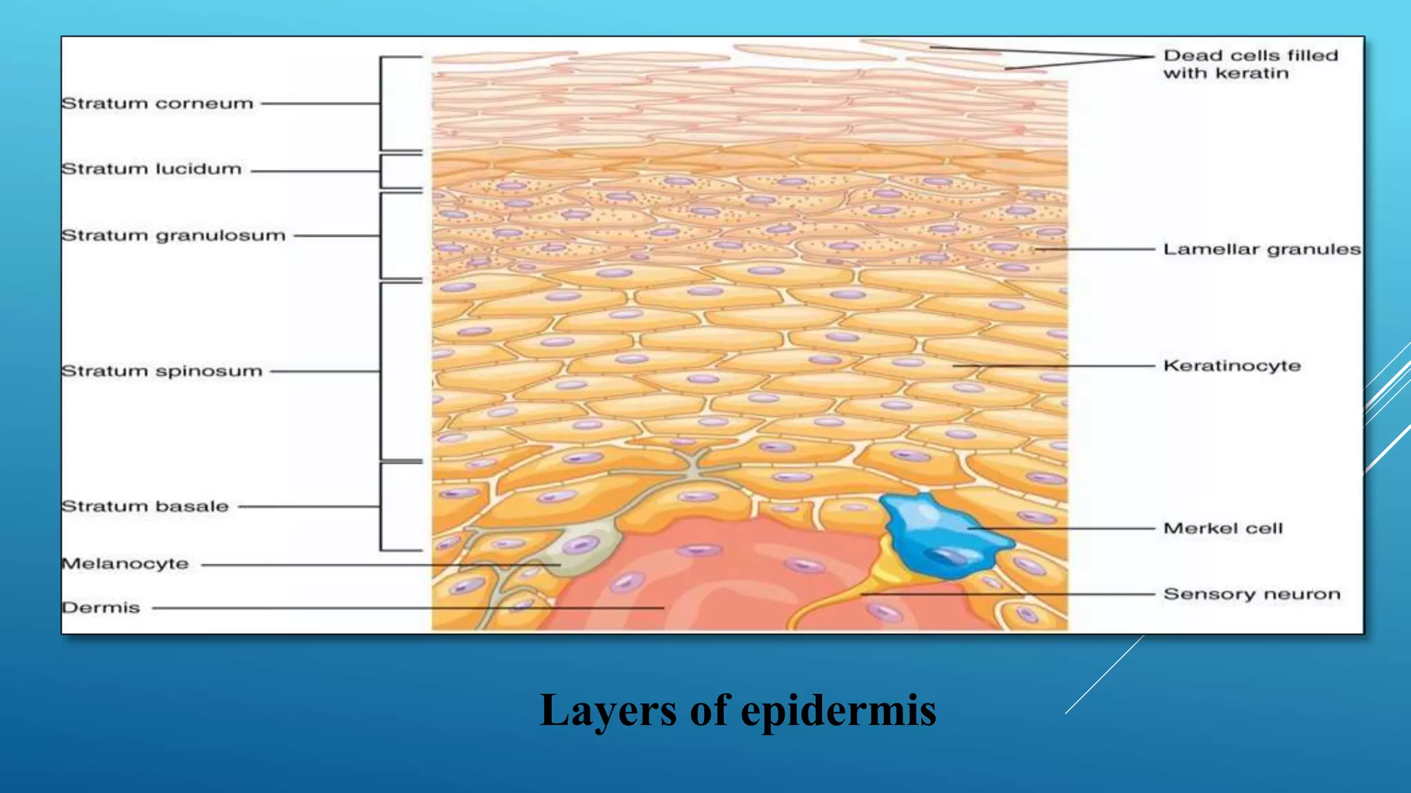 Lesson-2-Integumentary-System.pptx