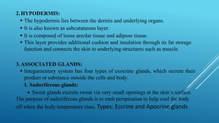 Lesson-2-Integumentary-System.pptx