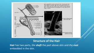 Lesson-2-Integumentary-System.pptx