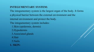 Lesson-2-Integumentary-System.pptx