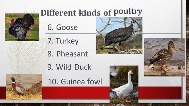 Lesson-2-Prepare-Poultry-and-Game-Dishes ppt.pptx