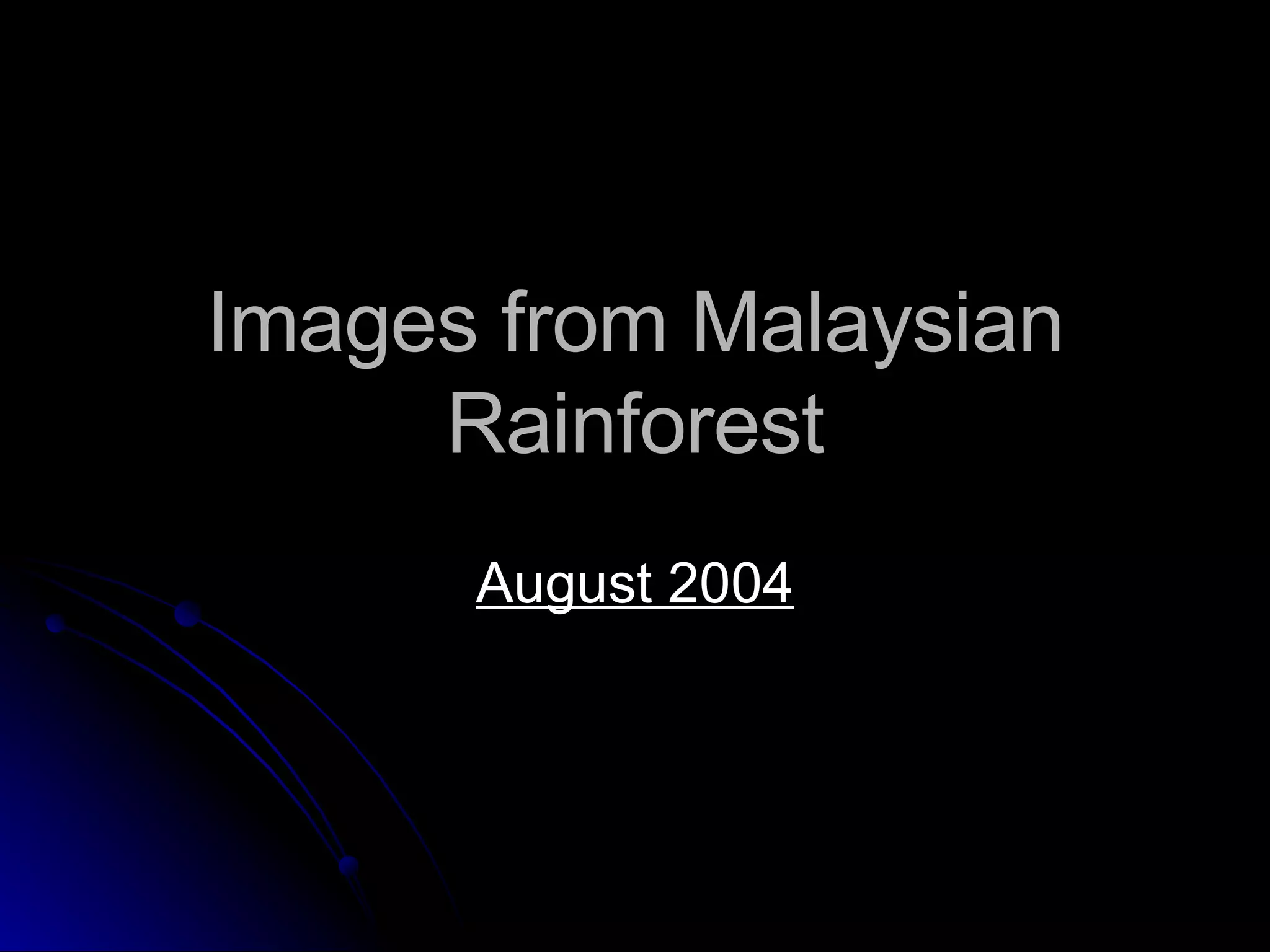 Lesson 2 Rainforest Ecosystems | PPT