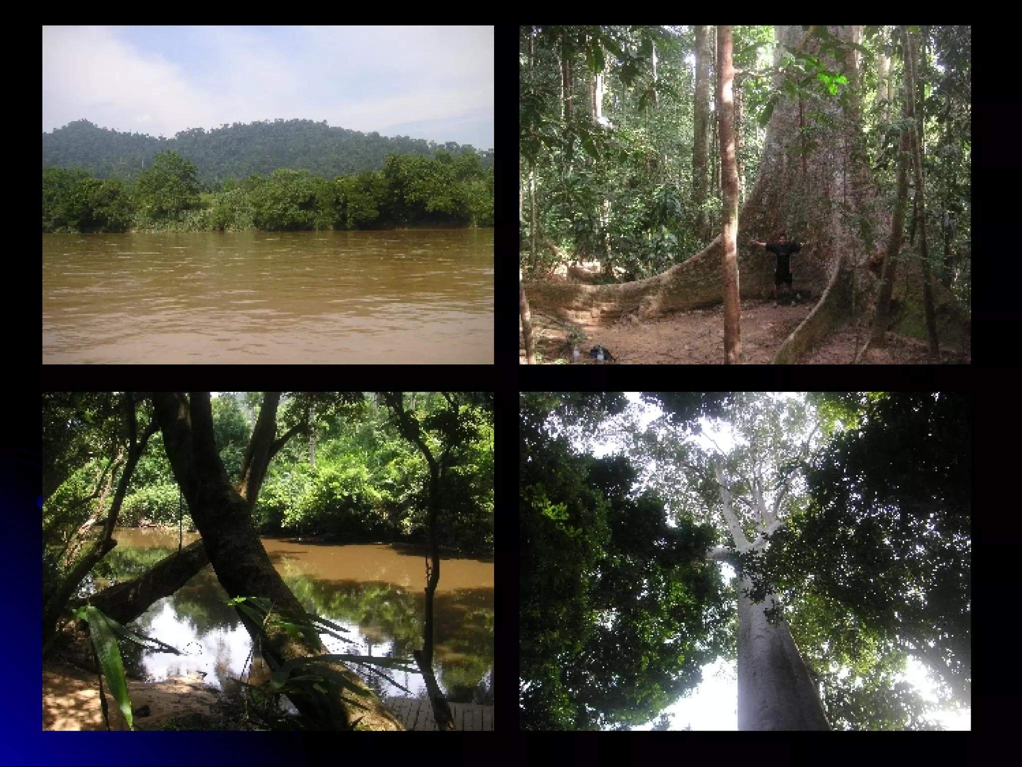 Lesson 2 Rainforest Ecosystems | PPT