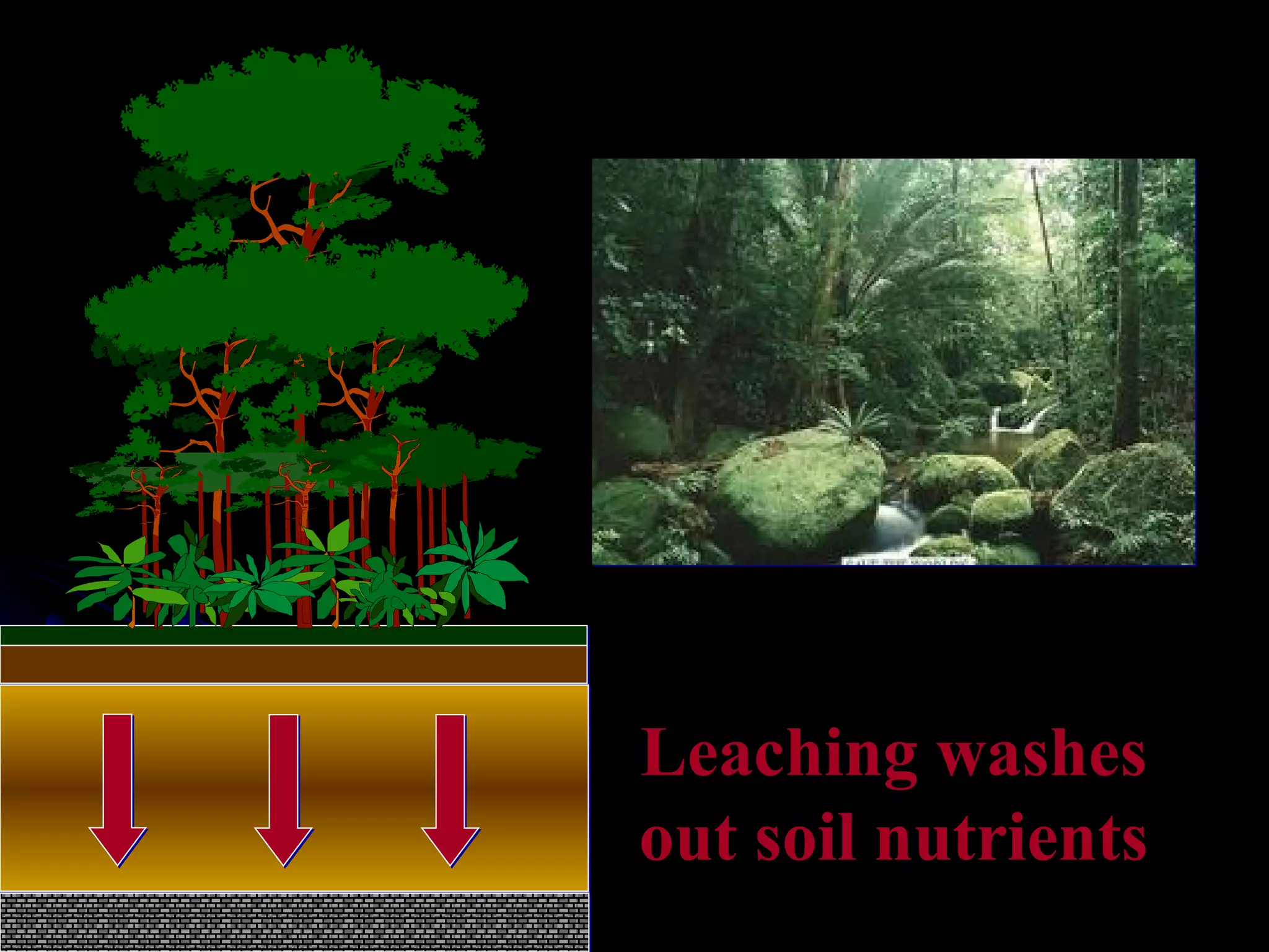 Lesson 2 Rainforest Ecosystems | PPT